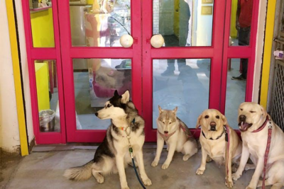 Pawsome Eats: The Best Pet-Friendly Cafes In India - Hashtag Magazine