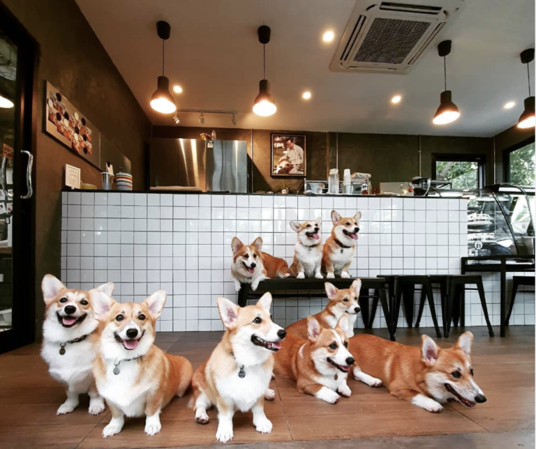 Pawsome Eats: The Best Pet-Friendly Cafes In India - Hashtag Magazine